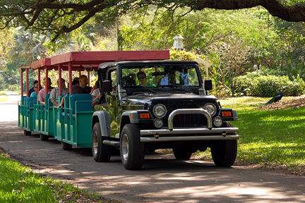 Narrated Tram Tour - Flamingo Gardens